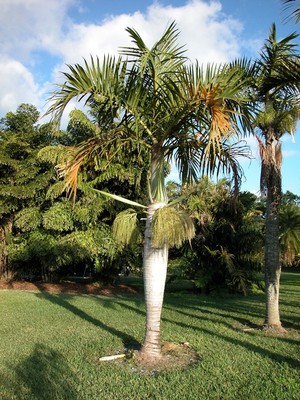 SPINDLE PALM - Hyophorbe verschaffeltii - 10 Fresh Seeds - Tropical ...