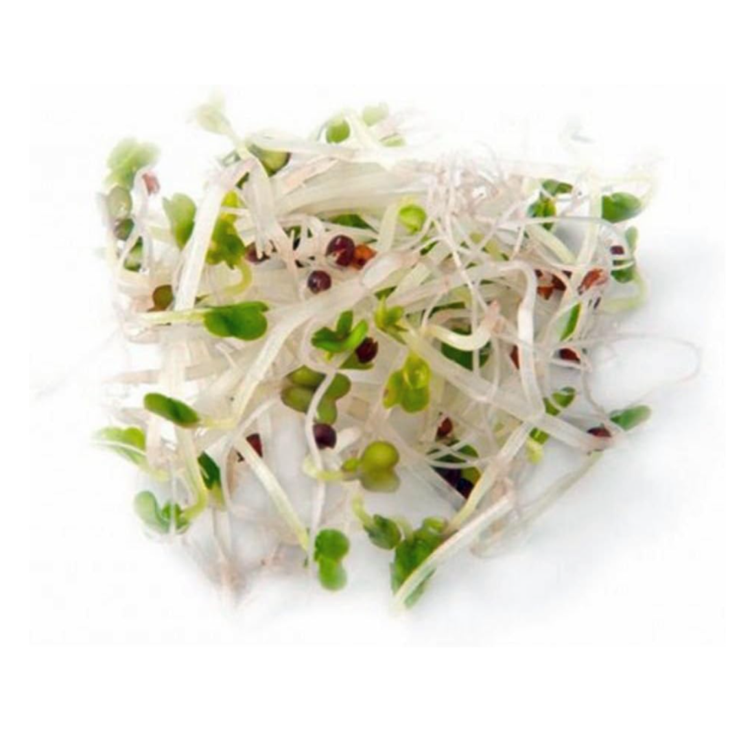 Organic Non-GMO Broccoli Seeds Sprouting Sprouts Microgreens 4oz of ...