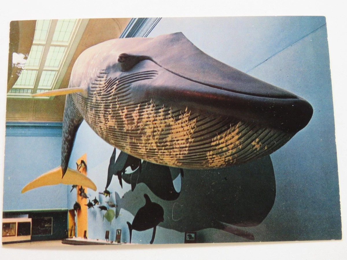 Museum Of Natural History Whale