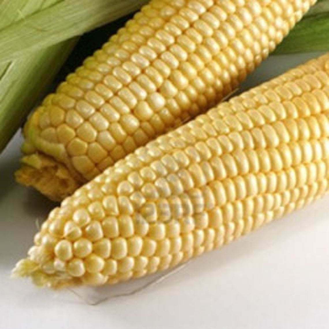Sweet Corn Seeds: Iochief Sweet Corn Seeds Fresh Seed FREE Shipping ...