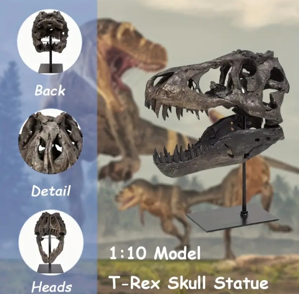 Realistic T-Rex Dinosaur Skull High Definition 1:10 Resin Replica With ...