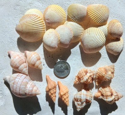 Bulk Lot Of True Florida Sea Shells | eBay