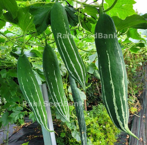Snake Gourd Mini Chichinga, Serpent Gourd, Chichinda, Padwal 5 OZ Grown ...