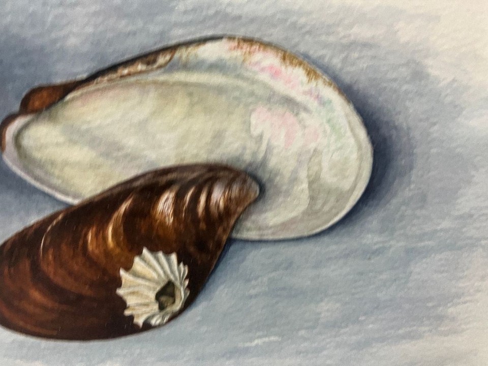A M Milner Framed Watercolour Painting Mussel Shells 1992 Signed | eBay UK