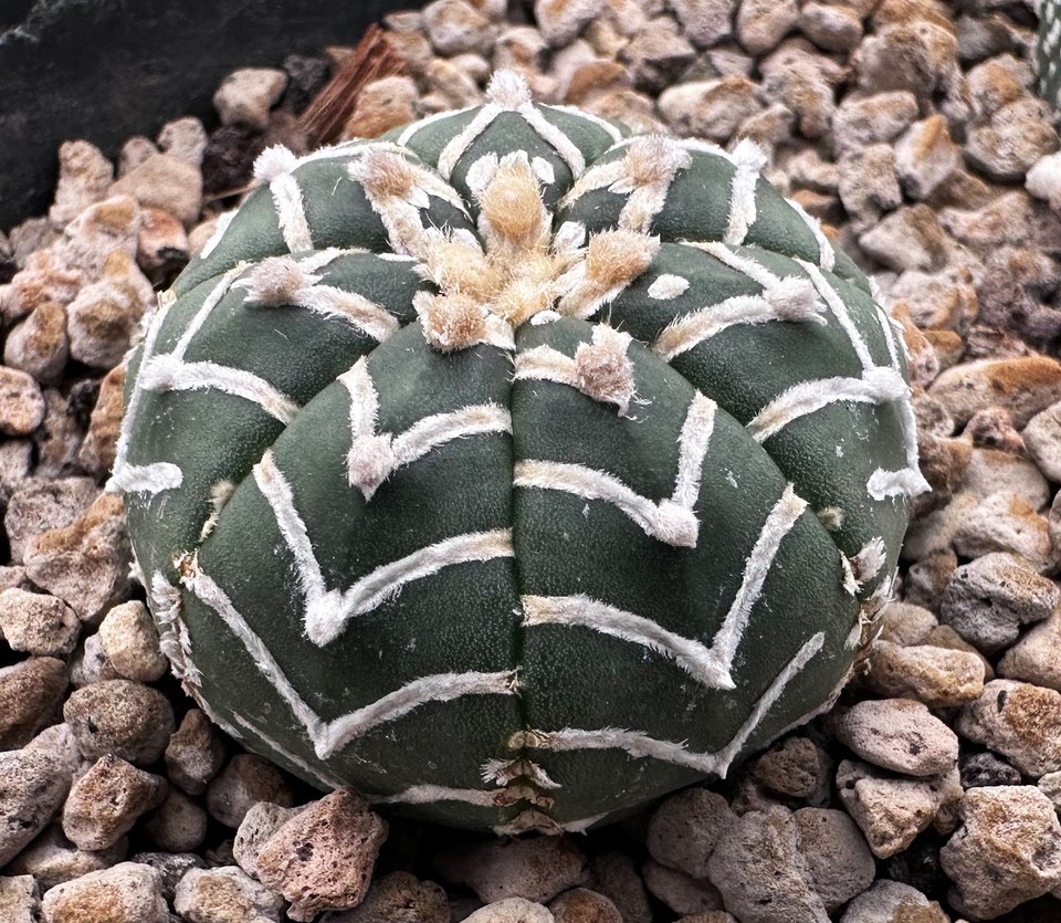 Astrophytum nudum v type from see-d Aztekium copiapoa Euphorbia | eBay ...