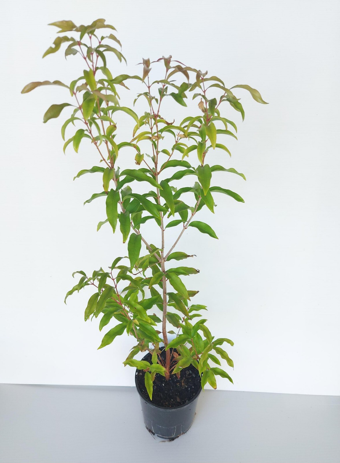 RARE-NATIVE ANISEED MYRTLE PLANT-SYZYGIUM ANISATUM-FRUIT TREE-BUSH ...