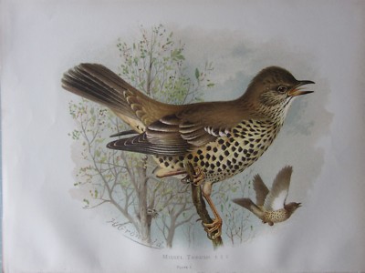 1907 ANTIQUE BIRD PRINT ~ MISSEL THRUSH | eBay UK