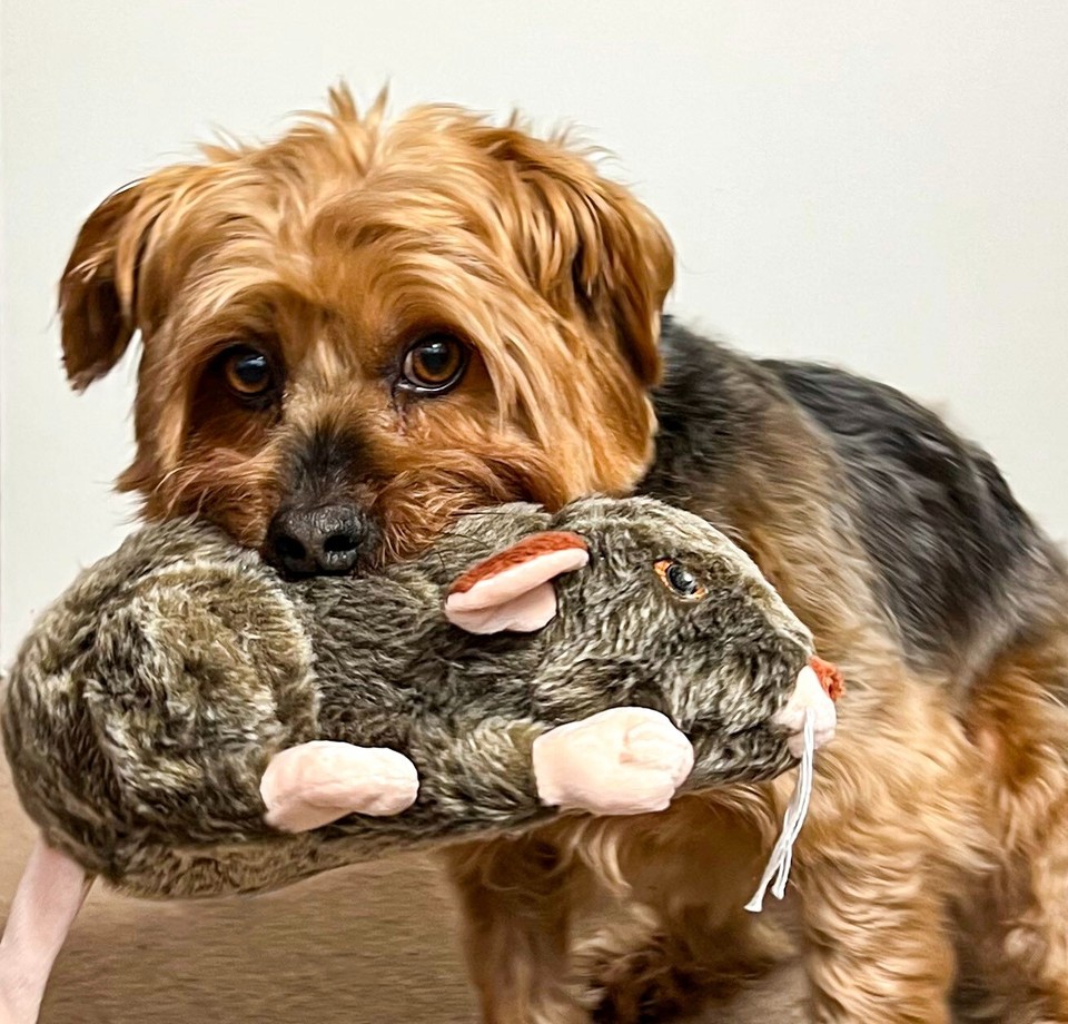 Dog Toy - Ronnie The Rat Dog Toy. Soft & Plush Squeakers. 10" / 24cm | eBay