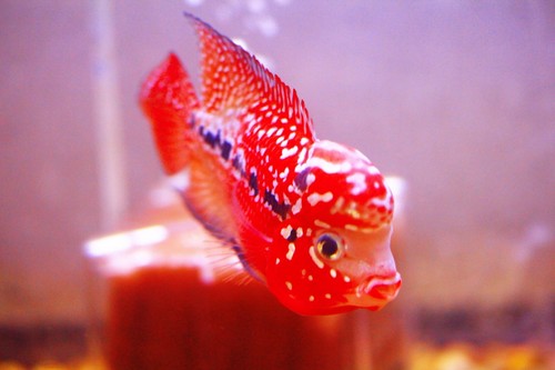 #112**SUPER RED/GOLD PEARLS/BIG HEAD KAMFA 3.7" AAA* | eBay