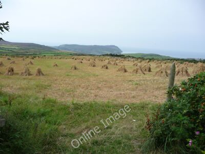 Photo 12x8 Cornfield at Cregneash Stooked corn at Cregneash with the ...