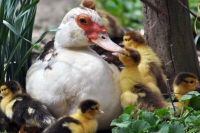 Poultry - Pheasant Hatching Eggs