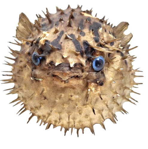 Genuine Dried Puffer Blowfish 5" diam. Very Sharp Spines Taxidermy | eBay