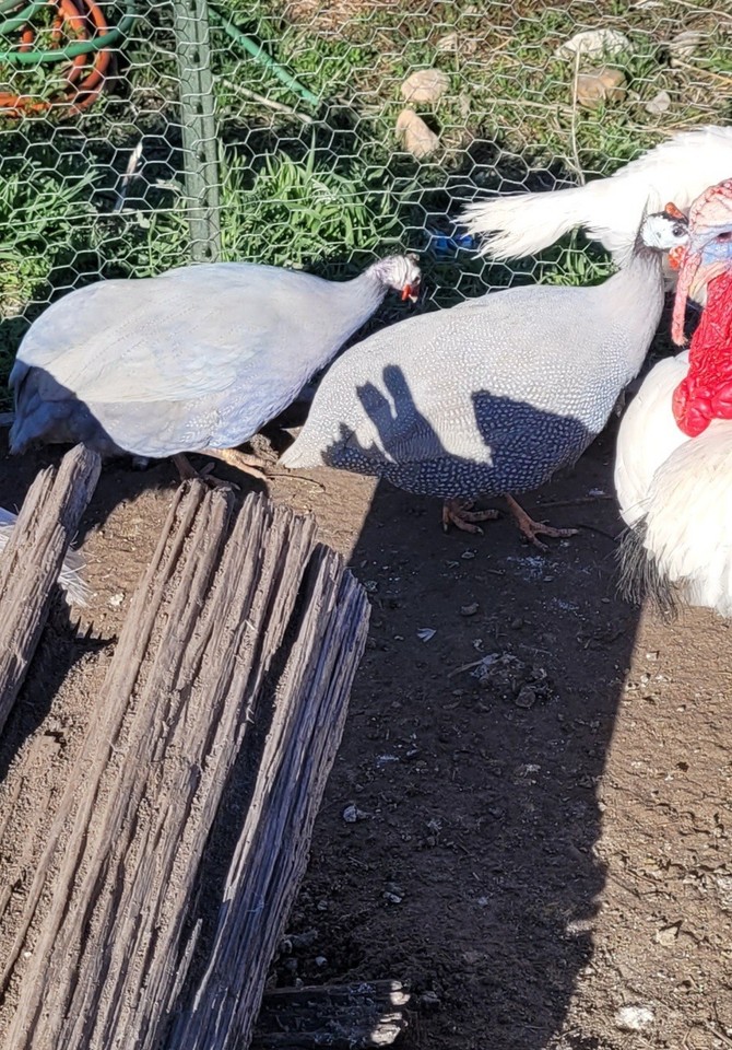READ DESCRIPTION! Fresh Guinea Fowl Hatching Eggs | eBay