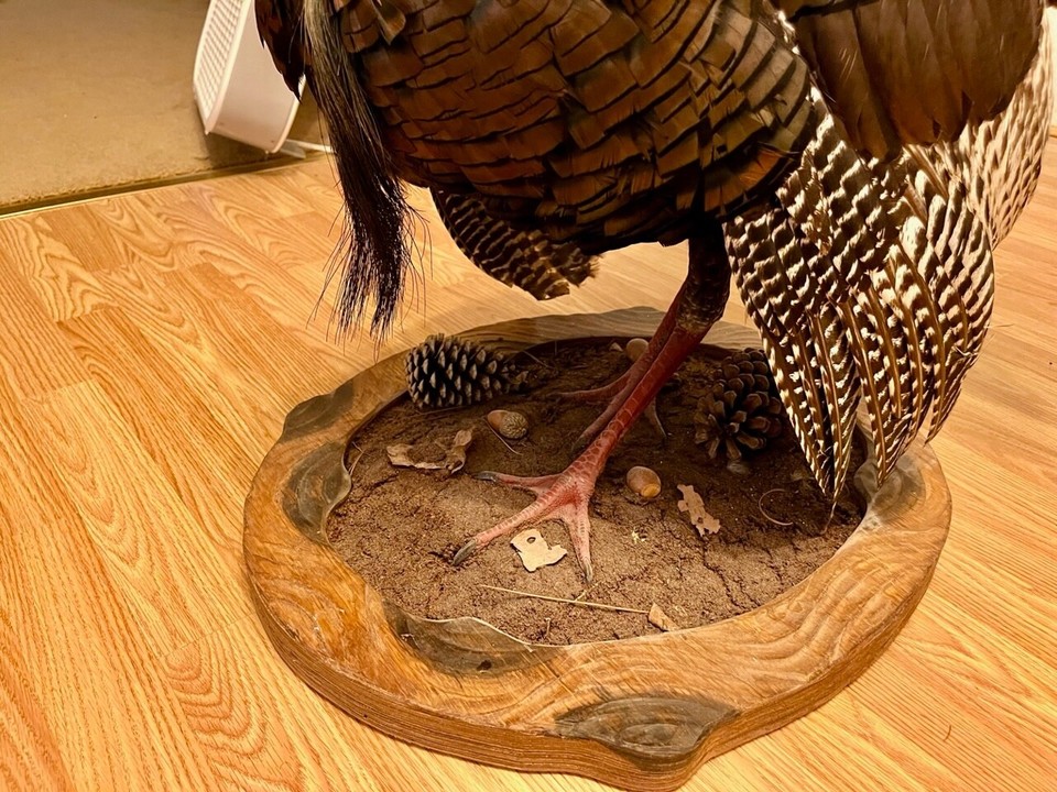 Stunning Trophy Eastern Wild Turkey Tom Taxidermy Mount Maryland ...