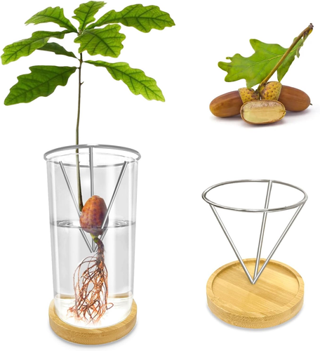 Glass Acorn Sprouting Seed Starter Vase - Acorns Tree Growing Kit with ...
