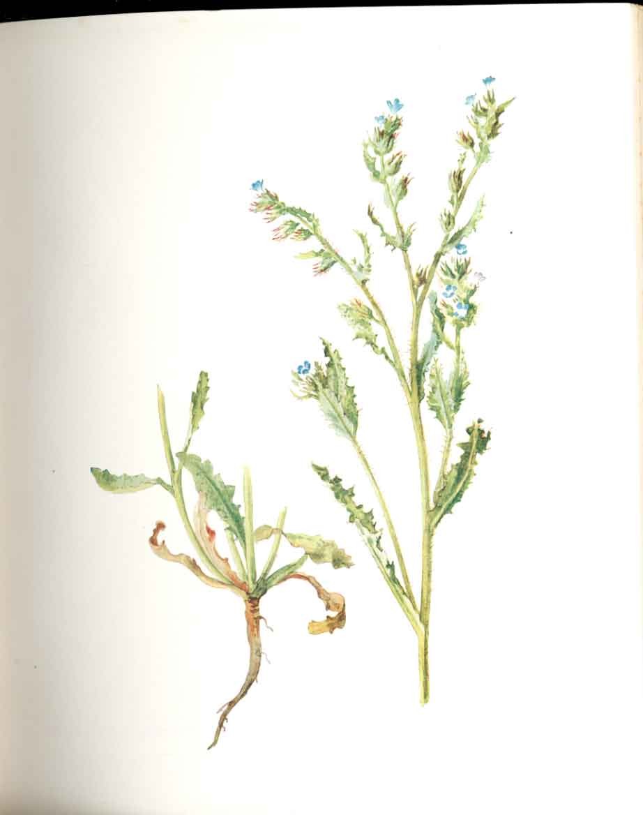 Old Antique Print Perrin Ltd Ed 1914 Flowering Plant The Small Bugloss ...