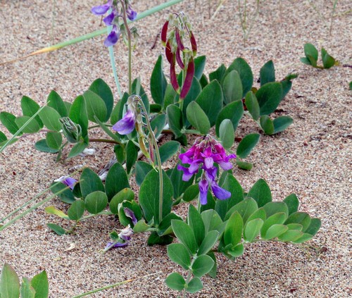 Native Wild Sea Beach Pea Lathyrus japonicus maritimus - 20 Seeds | eBay