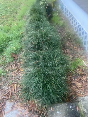 100 Monkey Grass Bare Root Plugs | eBay