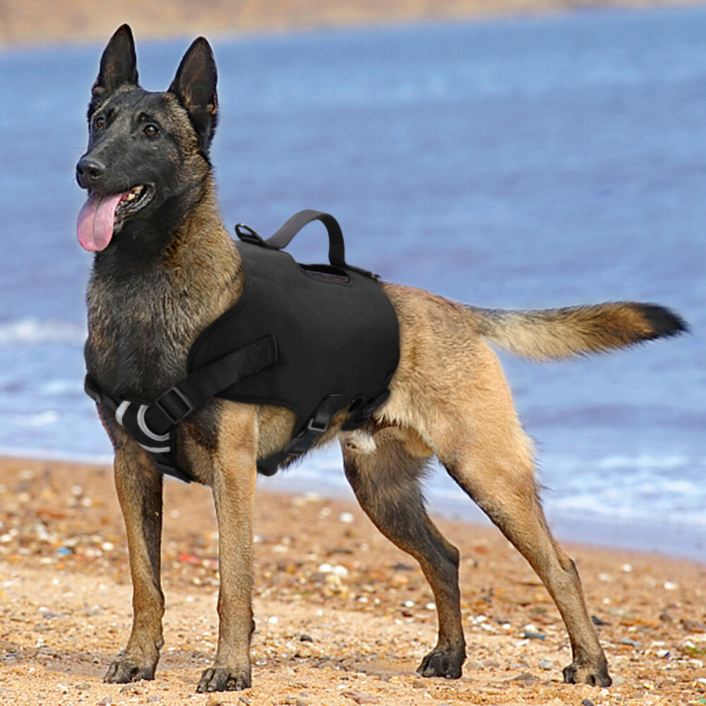 Doberman Harness