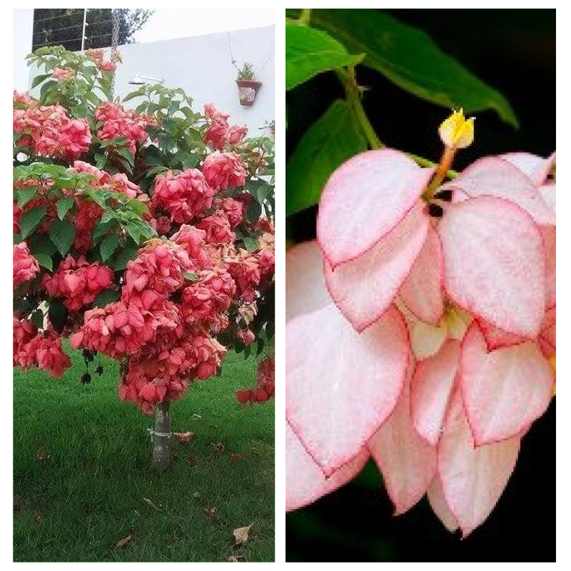 Mussaenda Red Flag Blush flower live Fresh Cutting Nodes Lush Green New ...