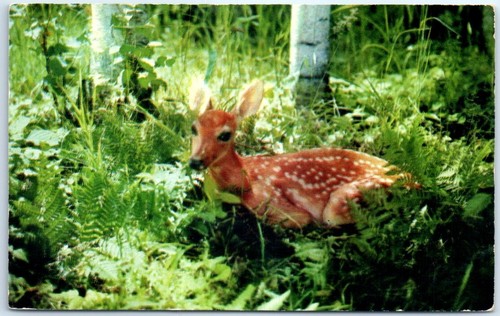 Postcard - A White-Tailed Spotted Fawn in its Natural Hitat | eBay