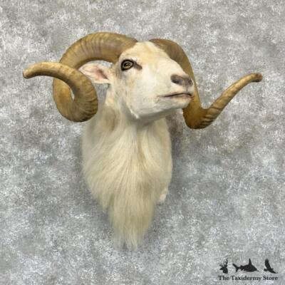 #29179 E | Texas Dall Sheep Taxidermy Shoulder Mount For Sale | eBay