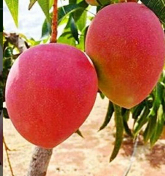 TWO Miyazaki Mango Seeds. Very Rare Japanese Mango plant | eBay