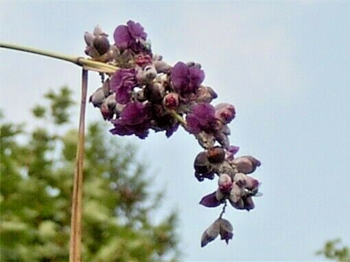 12 HARDY THALIA SEEDS - THALIA DEALBATA | eBay