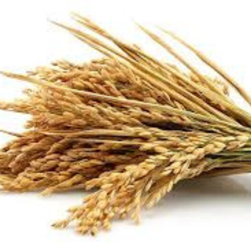 RICE HULLS -100% NATURAL HYDROPONIC COMPOST GROWIND MEDIA & ANIMALS BED ...