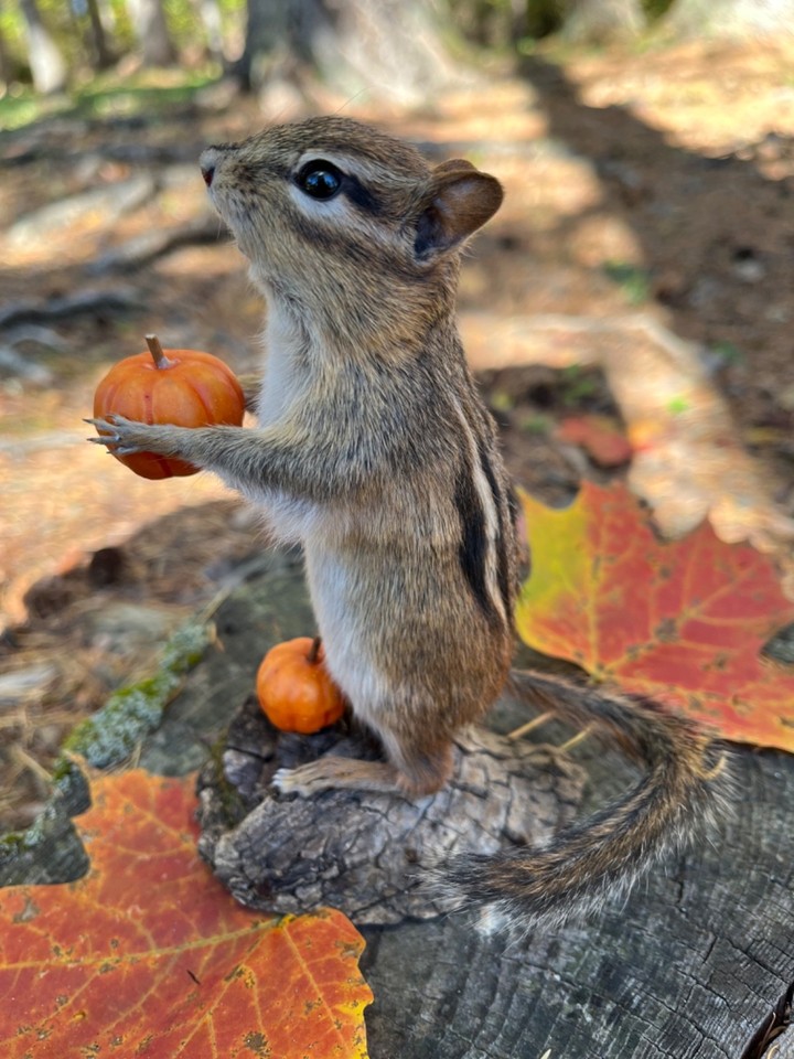 Chipmunk Taxidermy, Eastern Chipmunk Mount, Squirrel Taxidermy, Nature ...