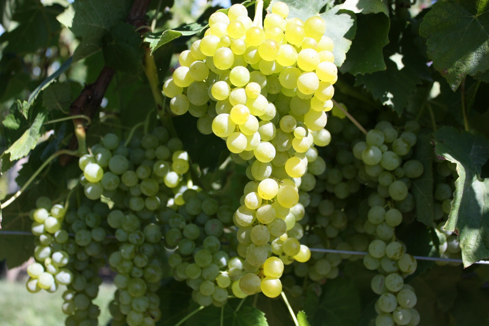 1 Lakemont Live Seedless Grape Vine Plant - 1-2 yr Old - Ready for ...