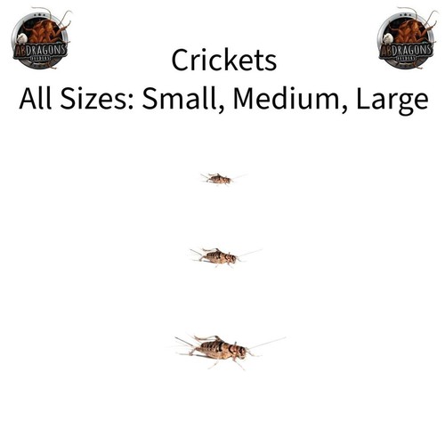 Live Crickets Size: Sm, Md, Lg Qty:100 -1000 USPS&FedEx Includes Heat ...