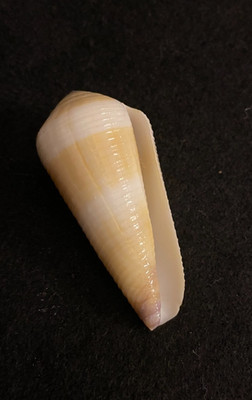 Conus terebra Born 51 mm Australia | eBay