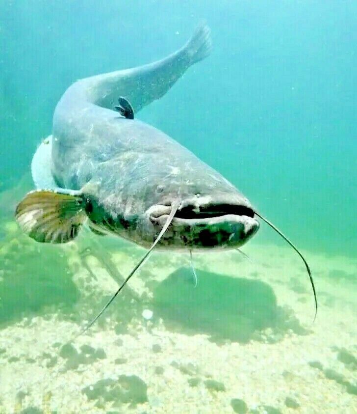 Underwater Catfish With A Cell Phone