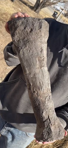 Complete Sauropod Dinosaur Tibia Gem Bone, South Dakota USA! | eBay