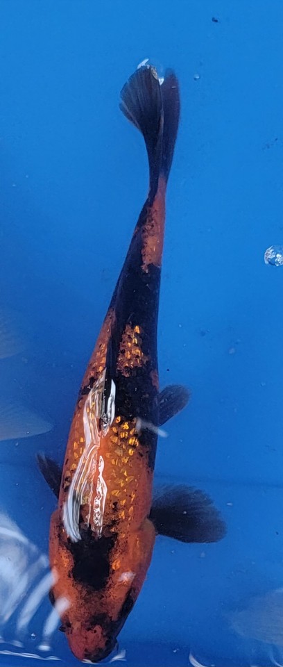 (5) KOI IMPORTED HQ Assorted 8-9” JAPANESE live Koi fish Breeders At ...