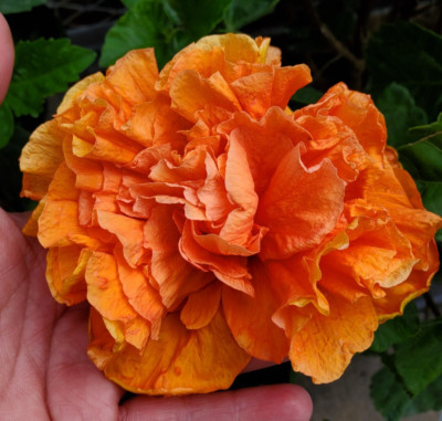 EXOTIC TROPICAL JANE COWELL HIBISCUS STARTER LIVE PLANT 5" TALL | eBay