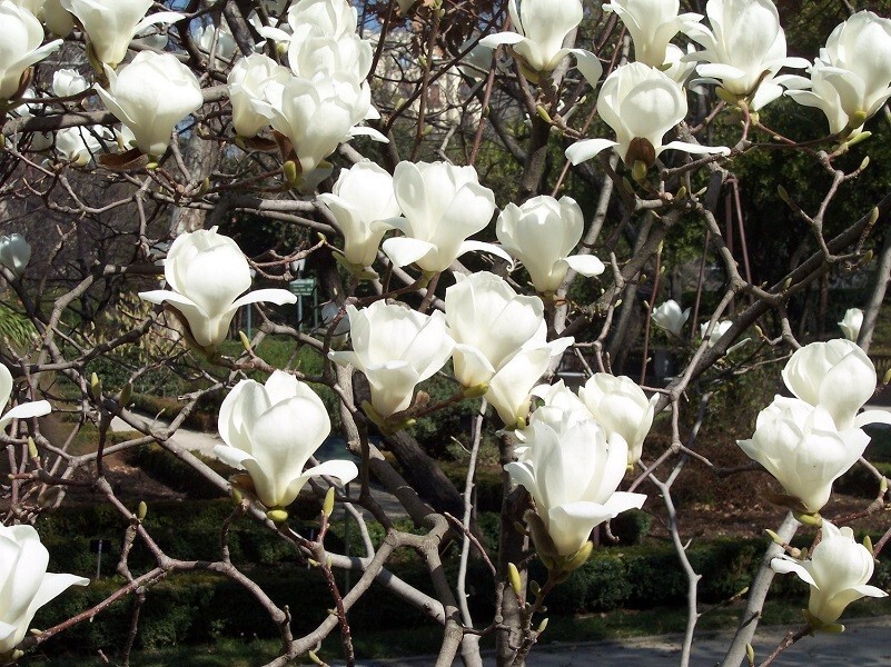White Magnolia Flower Tree