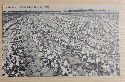 Texas Postcard South Plains Cotton Field Lubbock, TX Real Scene | eBay