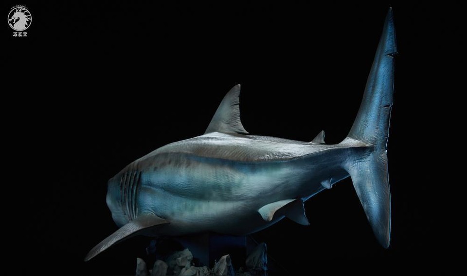 NEW W-Dragon 1/35 Megalodon prehistoric sharks Dinosaurs Model toy ...