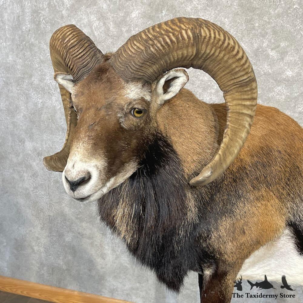 #27734 WC | Iberian Mouflon Ram Life-Size Taxidermy Mount For Sale | eBay