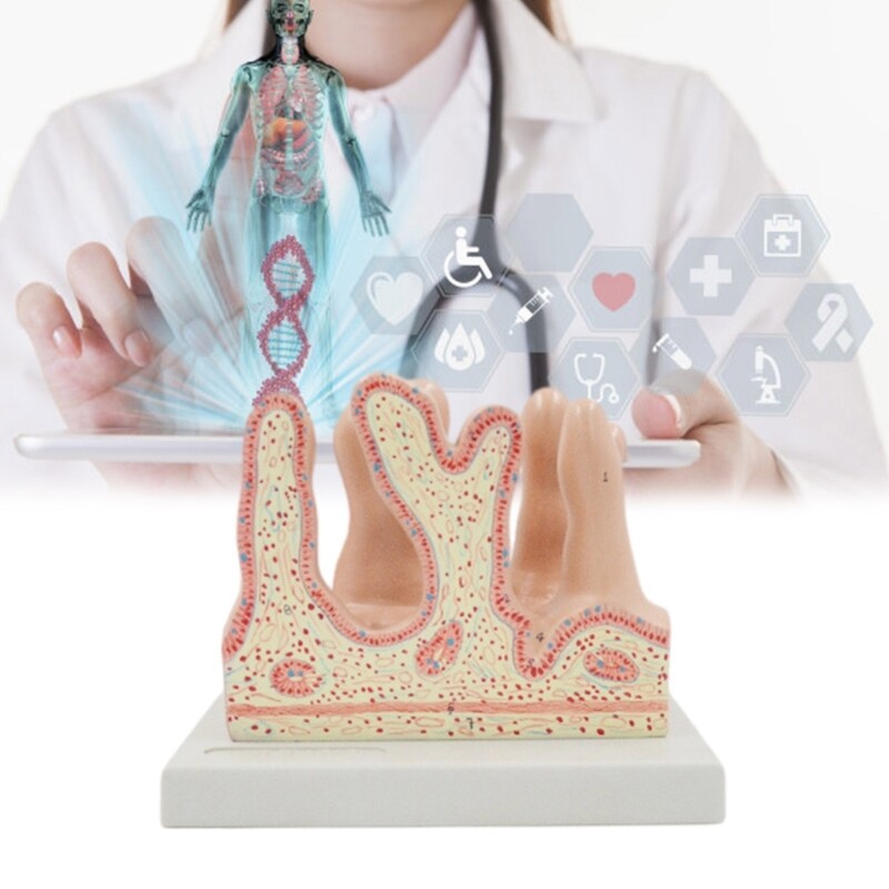 Large Intestine Villus Anatomy Model Medical Teaching Aids | eBay