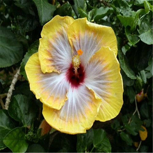 20 EXOTIC RARE HIBISCUS SEEDS for garden flower beds plant bush USA ...