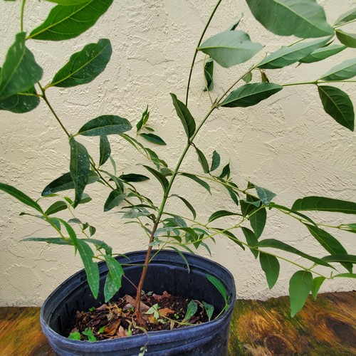 LIVE PLANT Rainbow Eucalyptus, Mindanao Gum, Bagras, Kamarere, Deglupta ...