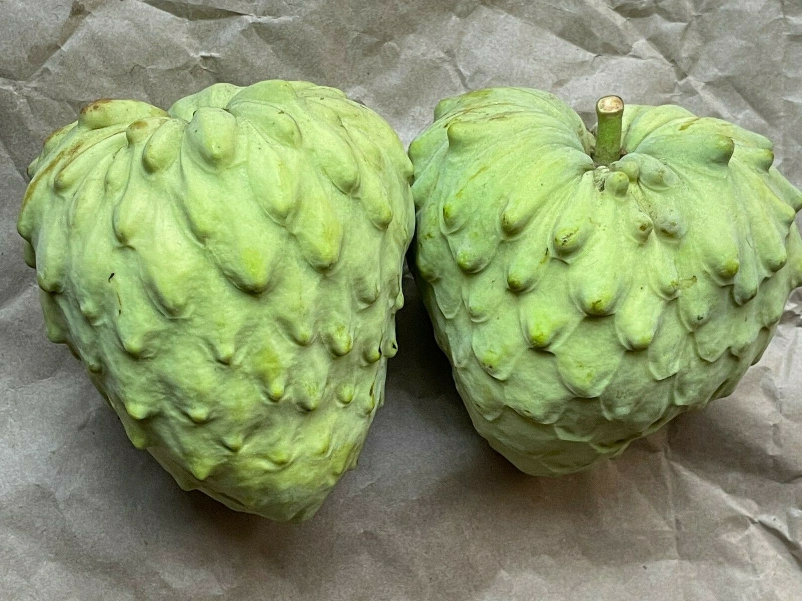 20 Seeds of Rare El Bumpo Cherimoya, Atemoya | eBay