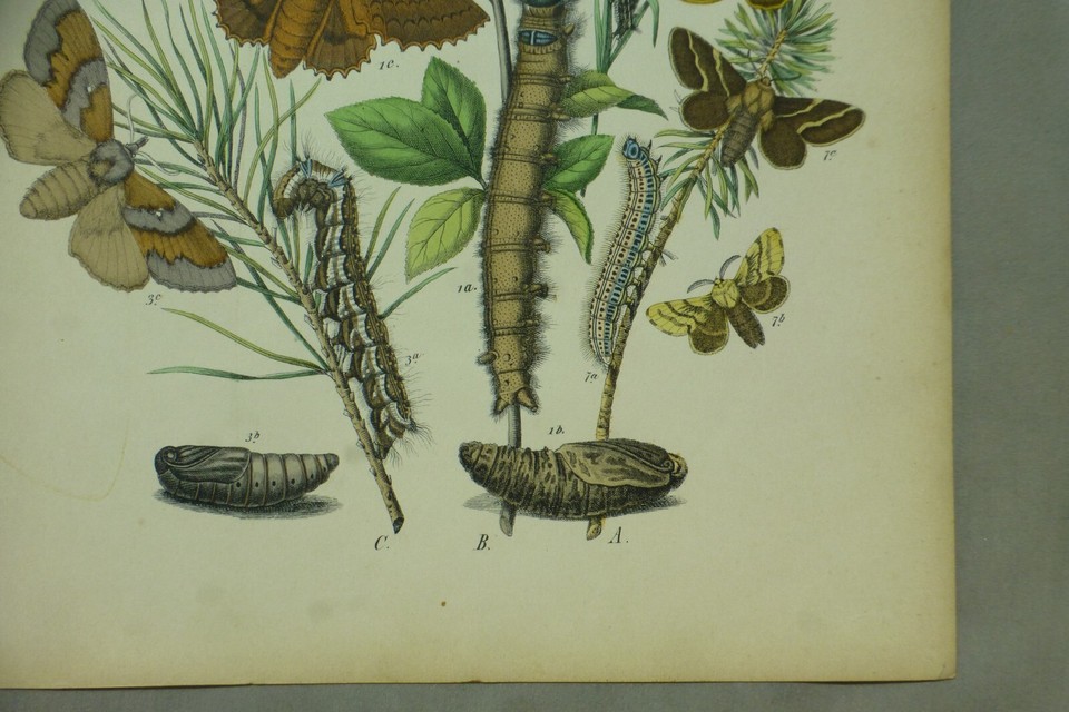 #28 Kirby Butterflies & Moths LAPPET Moth Hand Coloured Engraving ...