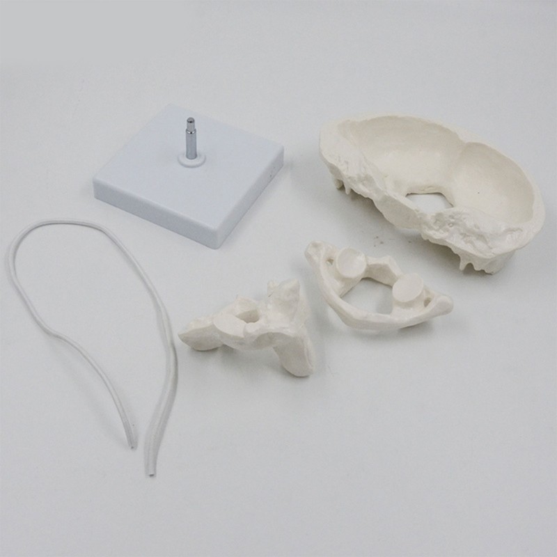 Model Educational Model Occiput Model Human Cervical Spine Model PVC ...