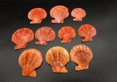 Fire Red Scallop Shell Halves Noble Approx. quarter pound shells 2 ...