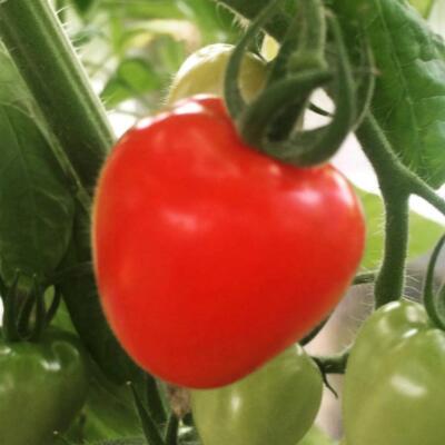 Tomato - German Red Strawberry | eBay