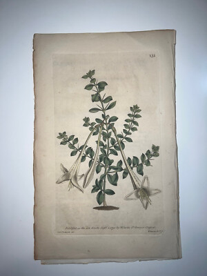 Curtis Botanical Early 19th Century H/C Engraving 1st Ed Lily Thorn 131 ...